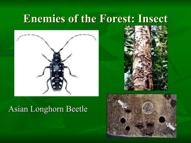 Forestry Basics Ppt Students Presentation Ppt