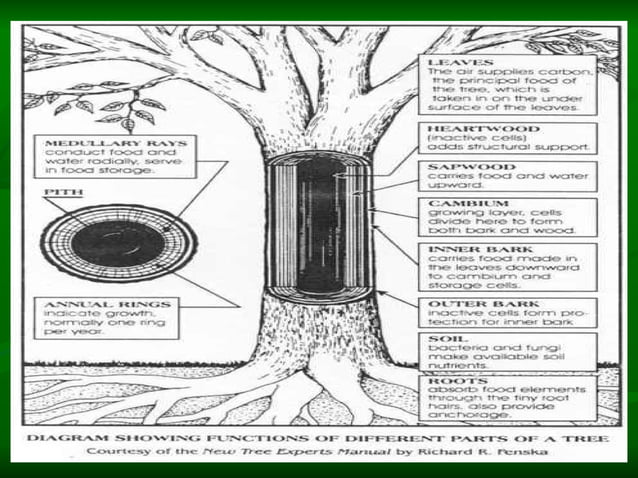 Forestry Basics Ppt Students Presentation Ppt