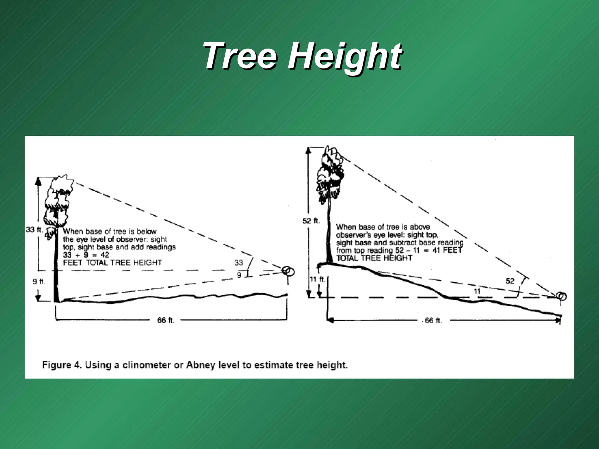 Forestry Measurements | PPT