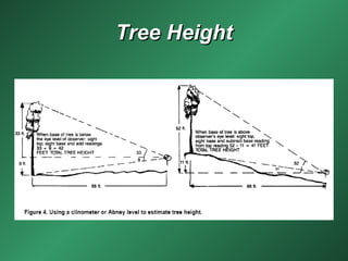 Forestry Measurements | PPT