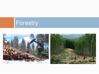 Primary Sector: Forestry and Fishing | PPTX