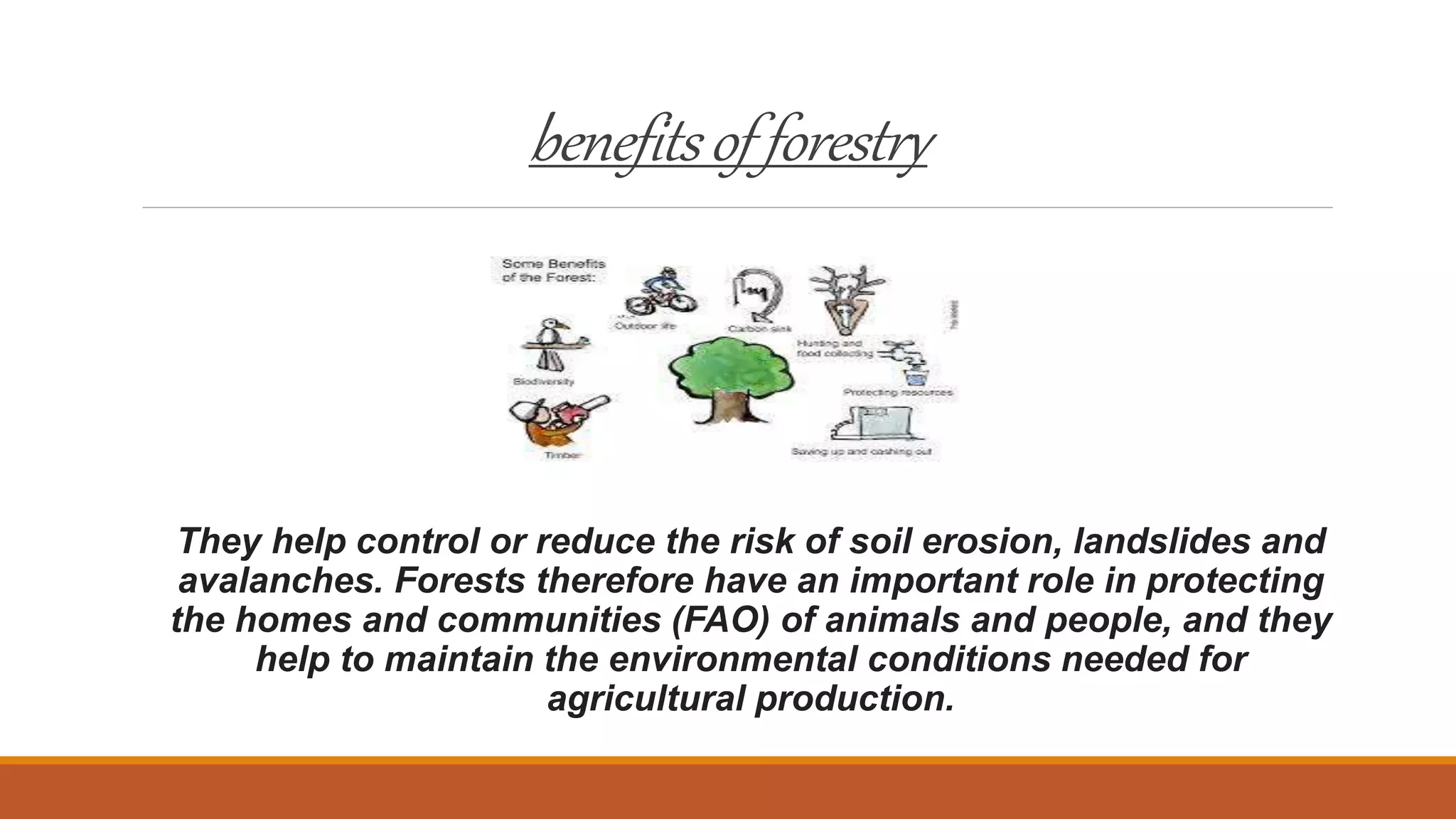 Forestry And Wild Life.pptx