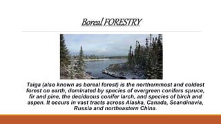 Forestry And Wild Life.pptx