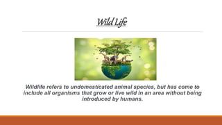 Forestry And Wild Life.pptx