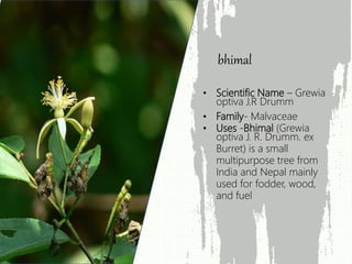 introduction to Forestry | PPT | Free Download