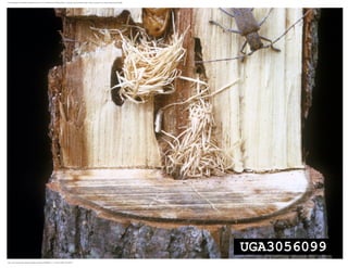Forestry images forest health, natural resources, fire, trees, wildlife ...