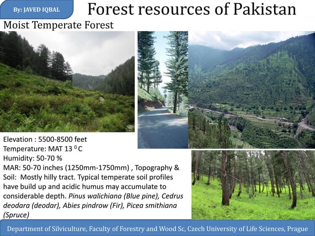 Forestry in Pakistan | PPT