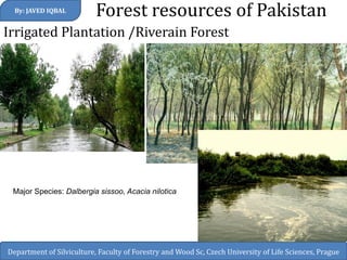 Forestry in Pakistan | PDF