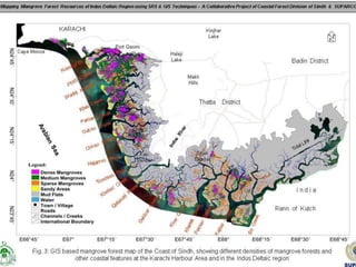 Forestry_mangroves.pptx