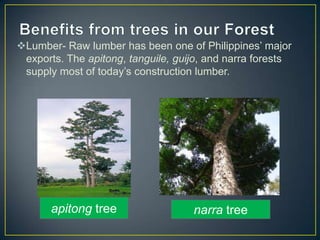 Forests | PPTX