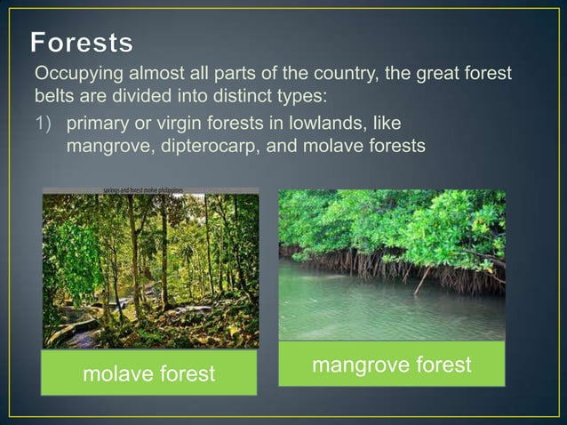 Forests | PPT
