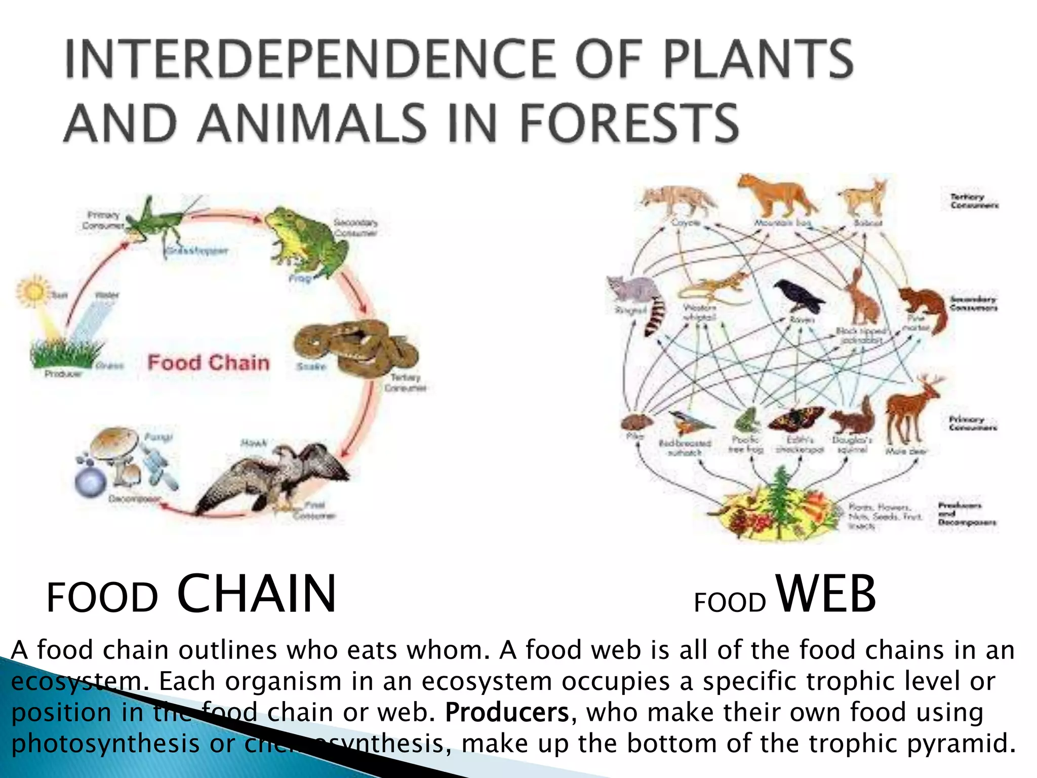 Forests | PPTX | Weather | Science