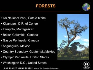 forests.ppt