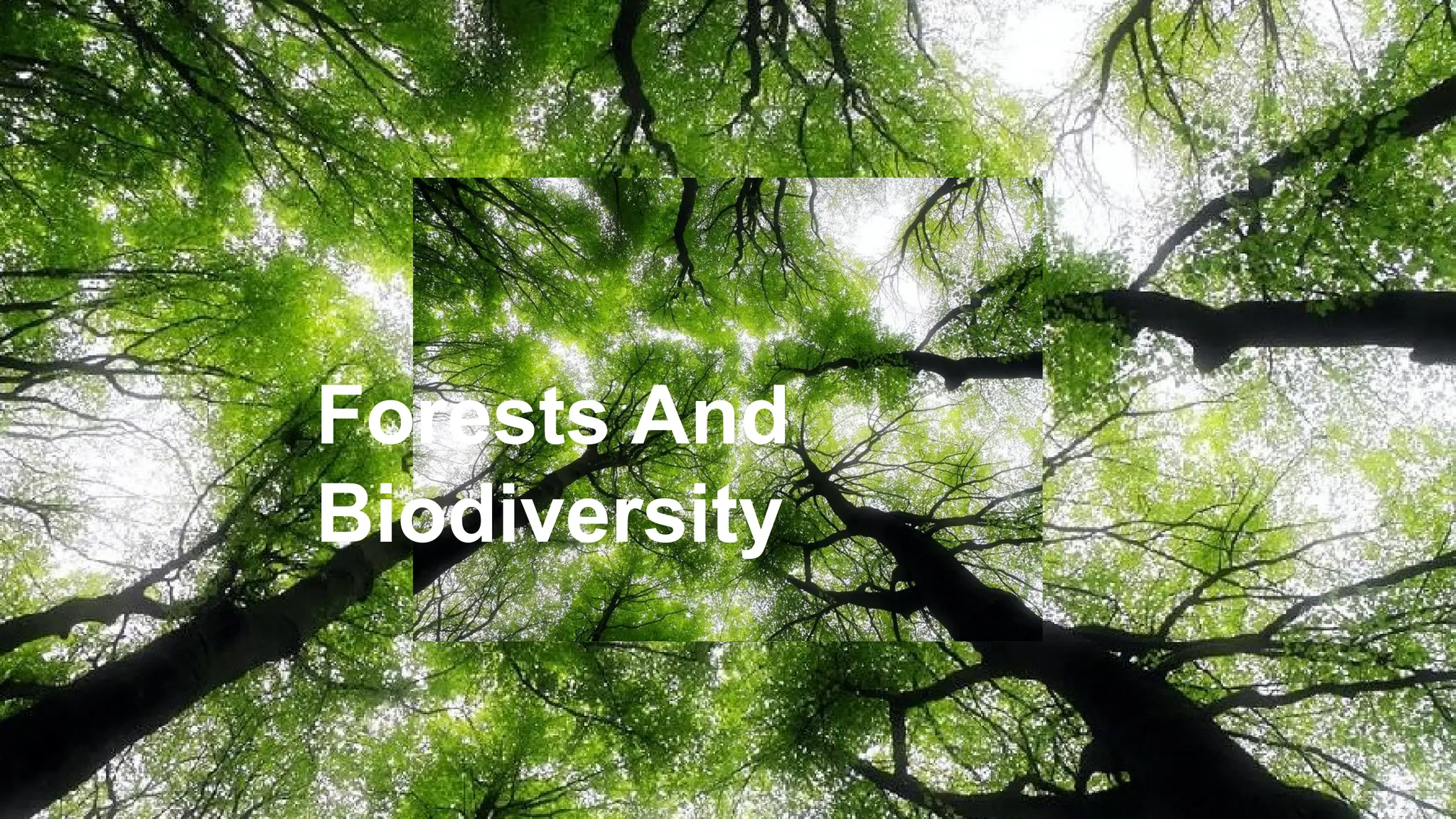 Forests-And-Bioldiversty chapter 4 forests | PPTX