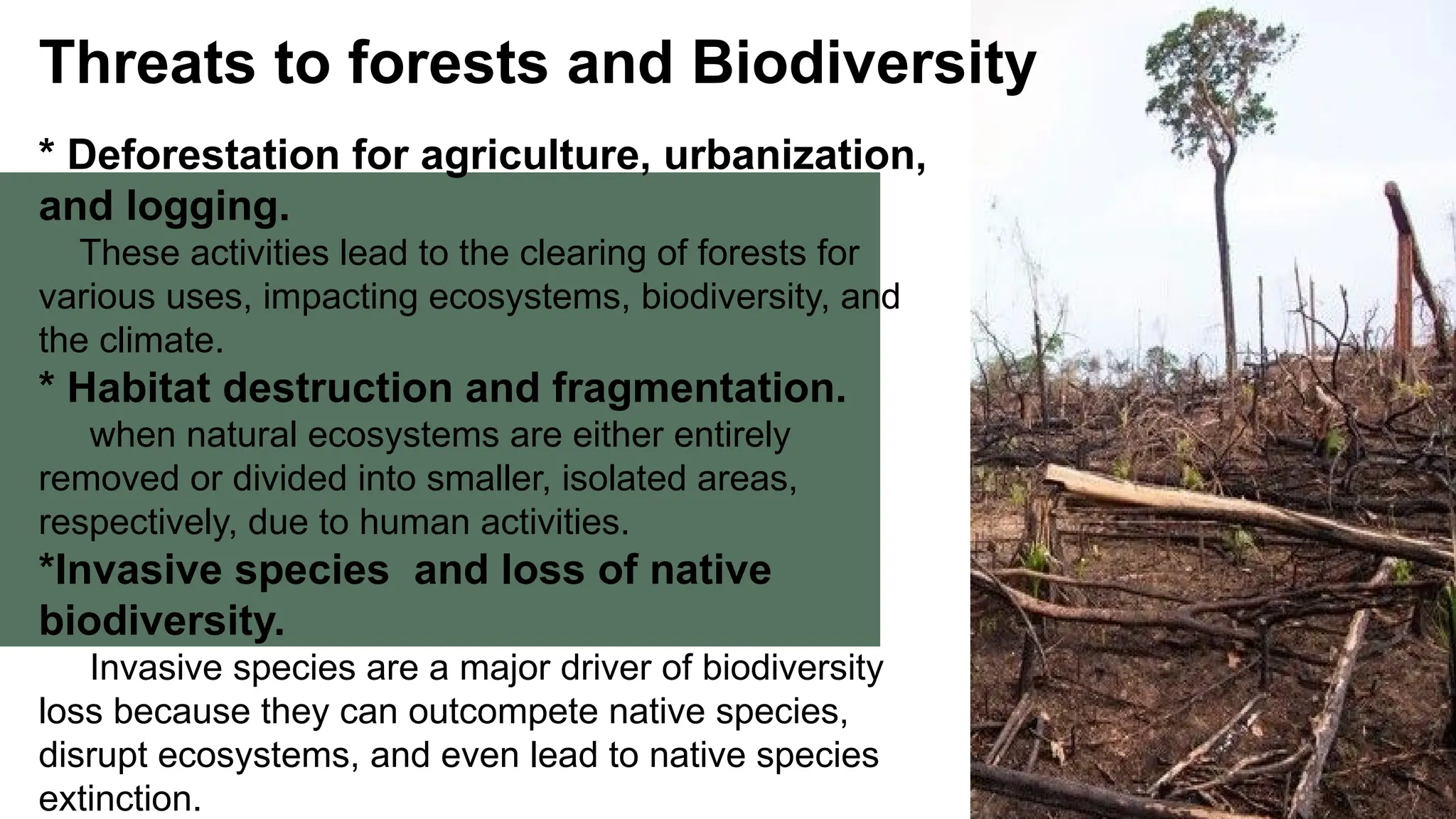 Forests-And-Bioldiversty chapter 4 forests | PPTX