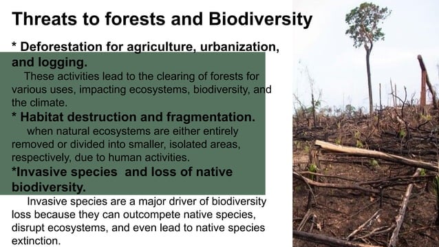 Forests-And-Bioldiversty chapter 4 forests | PPTX