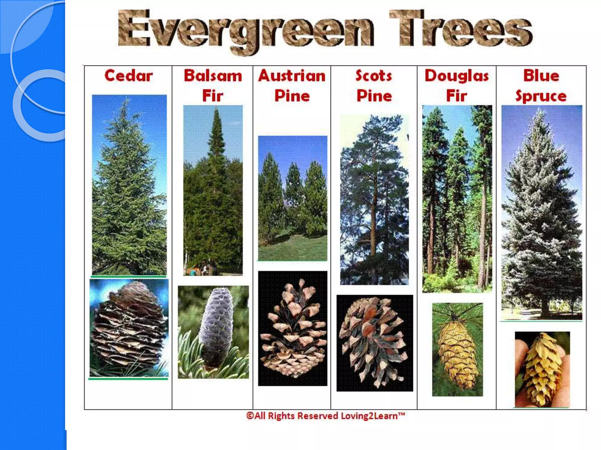 Forests deciduous evergreen | PPTX