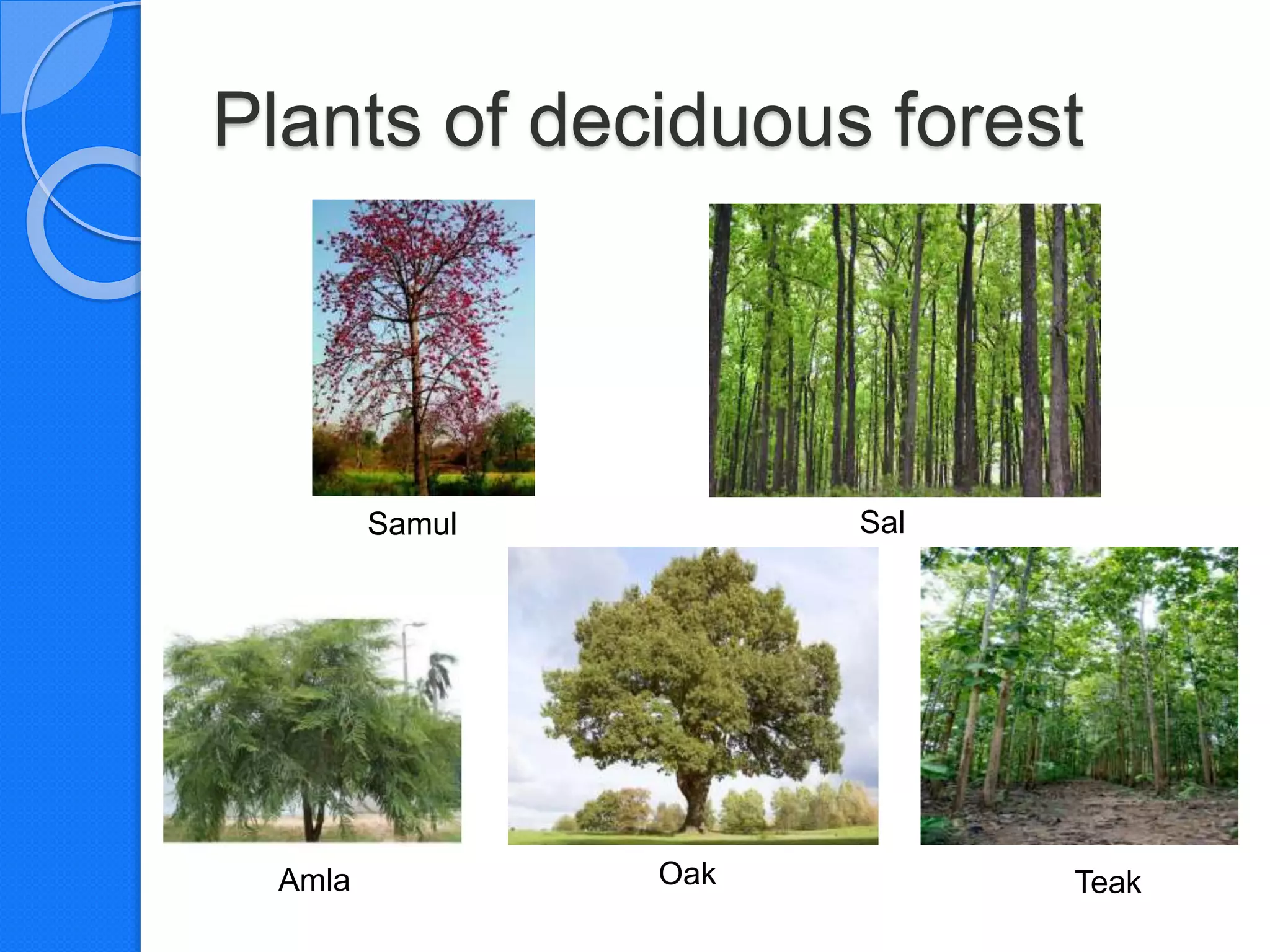 Forests deciduous evergreen | PPTX