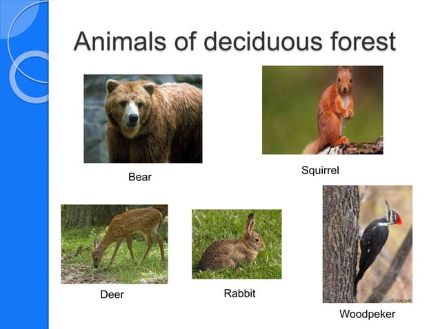 Forests deciduous evergreen | PPTX