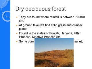 Forests deciduous evergreen | PPTX