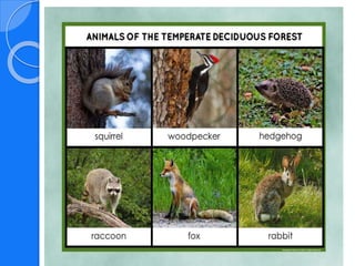Forests deciduous evergreen | PPTX