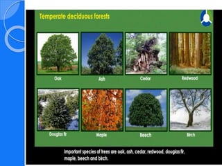 Forests deciduous evergreen | PPTX