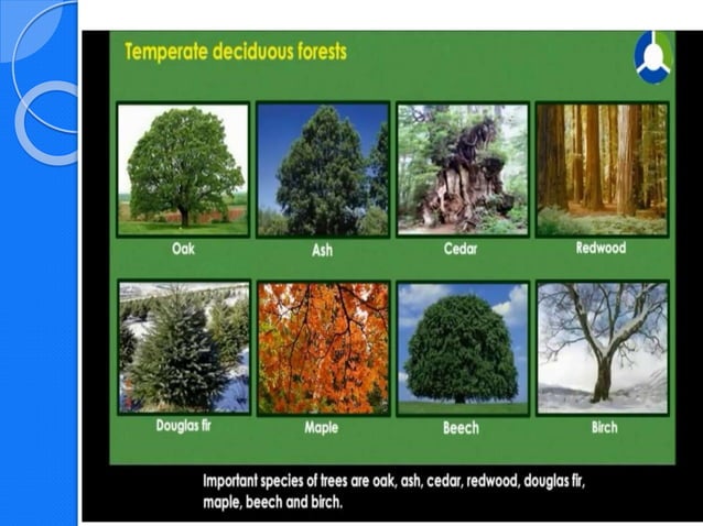 Forests deciduous evergreen | PPTX