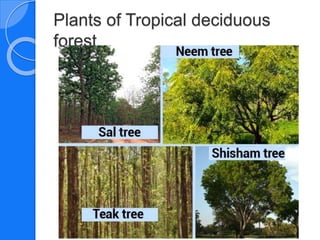 Forests deciduous evergreen | PPTX
