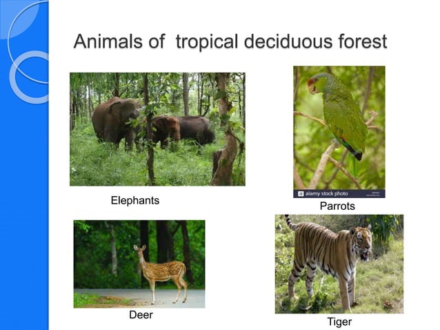 Forests deciduous evergreen | PPTX