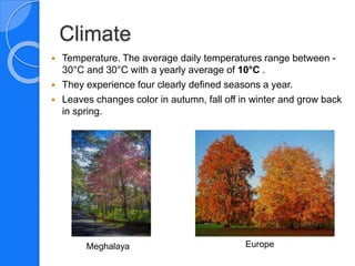 Forests deciduous evergreen | PPTX