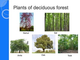 Forests deciduous evergreen | PPTX