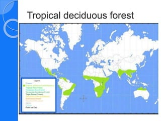 Tropical Evergreen Forest Map