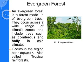 Forests deciduous evergreen | PPT