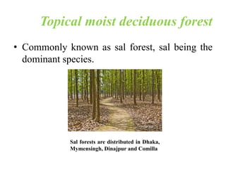 Forests in bangladesh and their conservation | PPTX