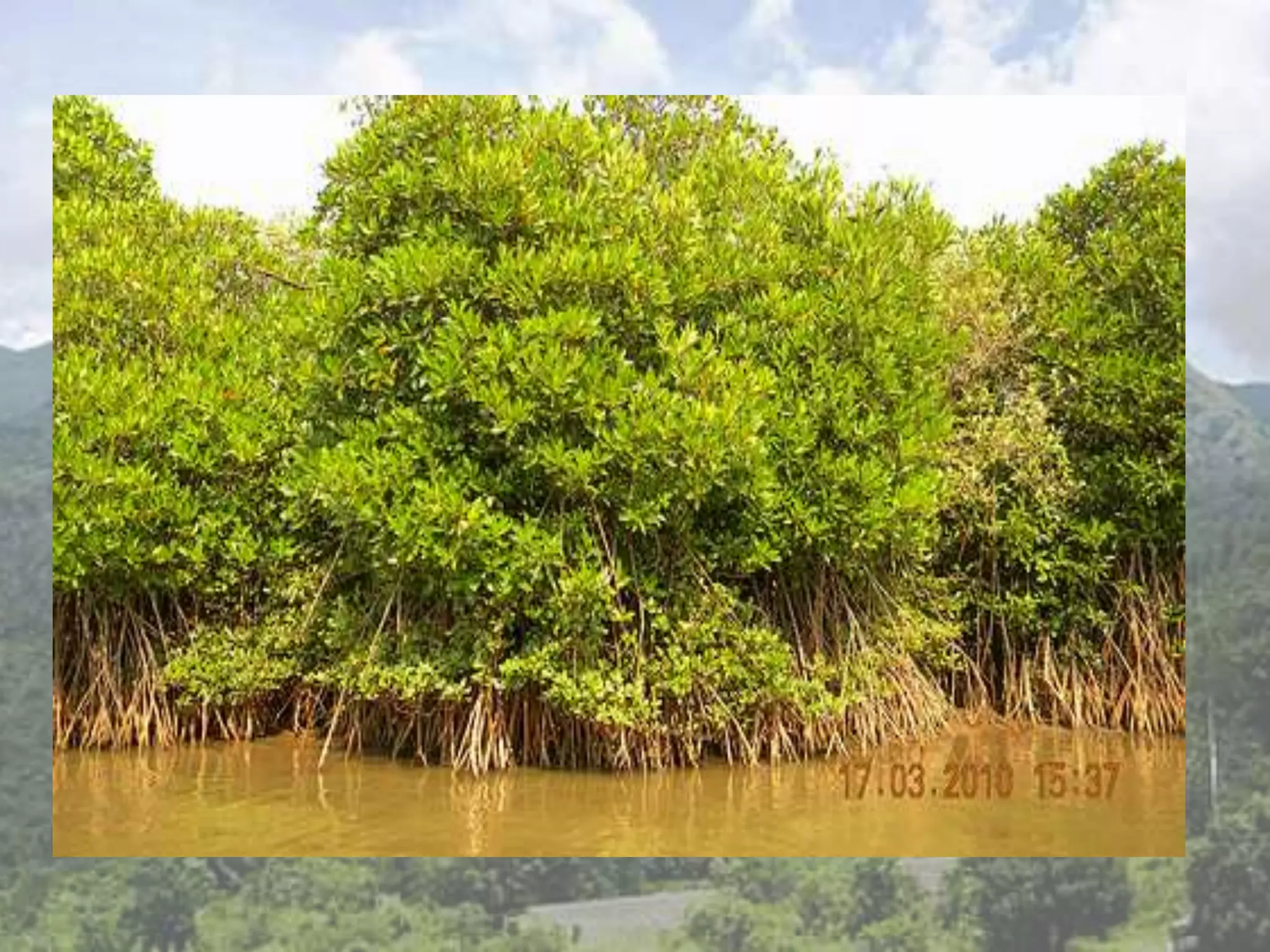 Forests of India | PPTX