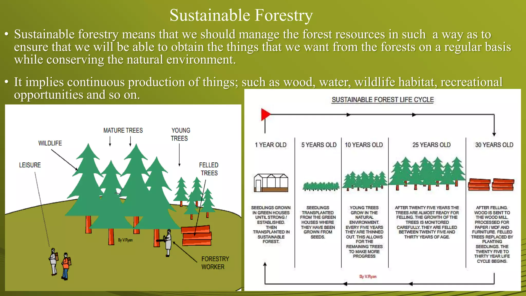 Forests of Pakistan {importance, types, causes and effects} | PPTX