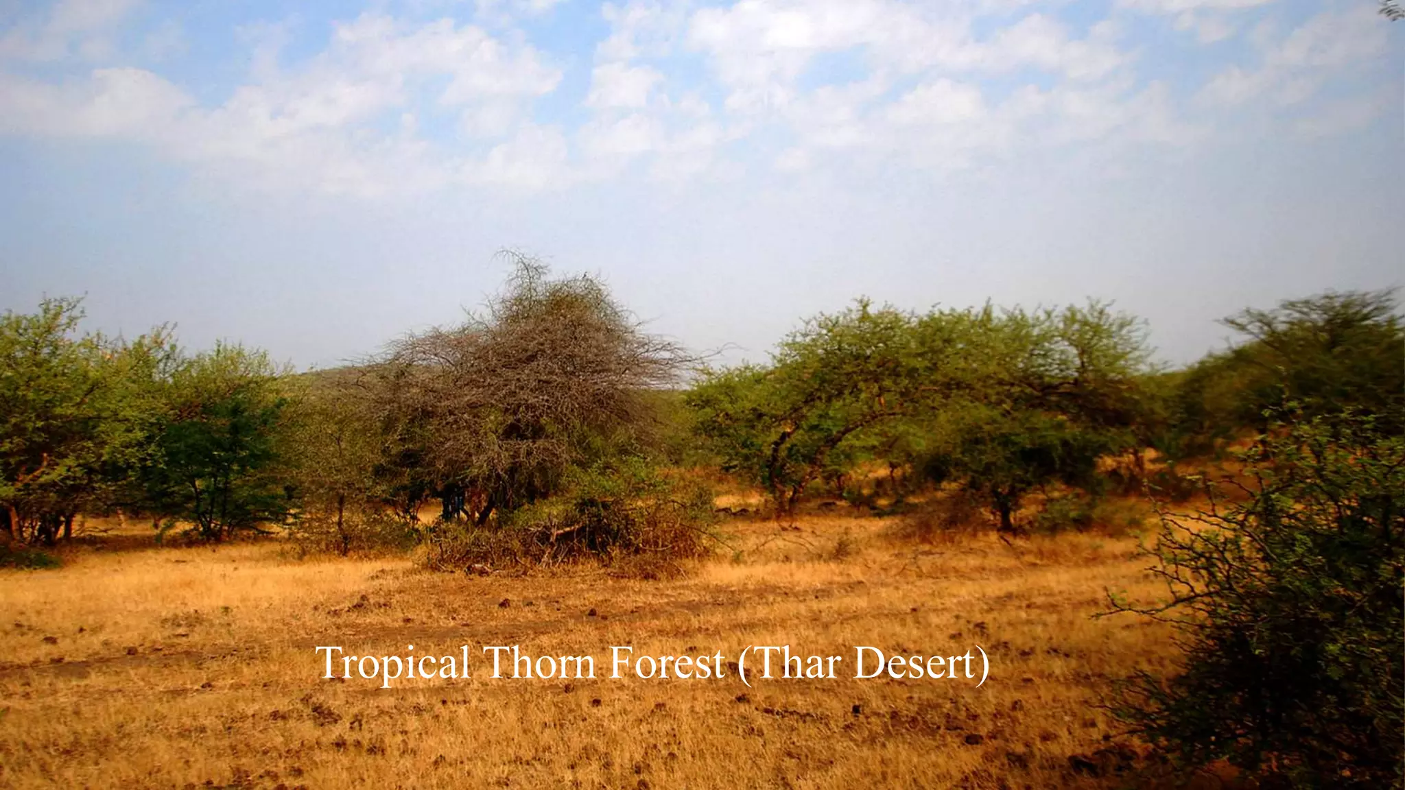 Forests of Pakistan {importance, types, causes and effects} | PPTX