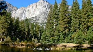 Forests of Pakistan {importance, types, causes and effects} | PPTX