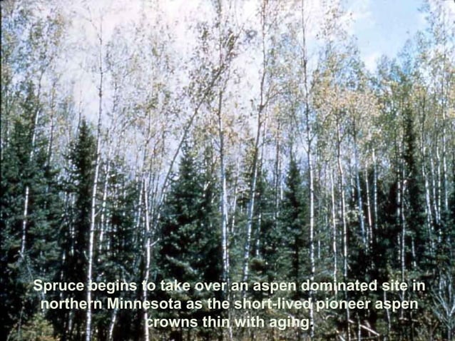 Forest succession | PPT