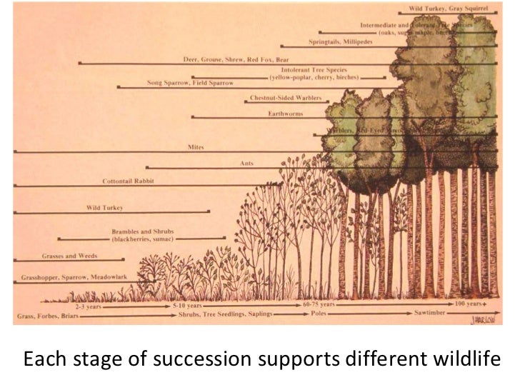Forest succession