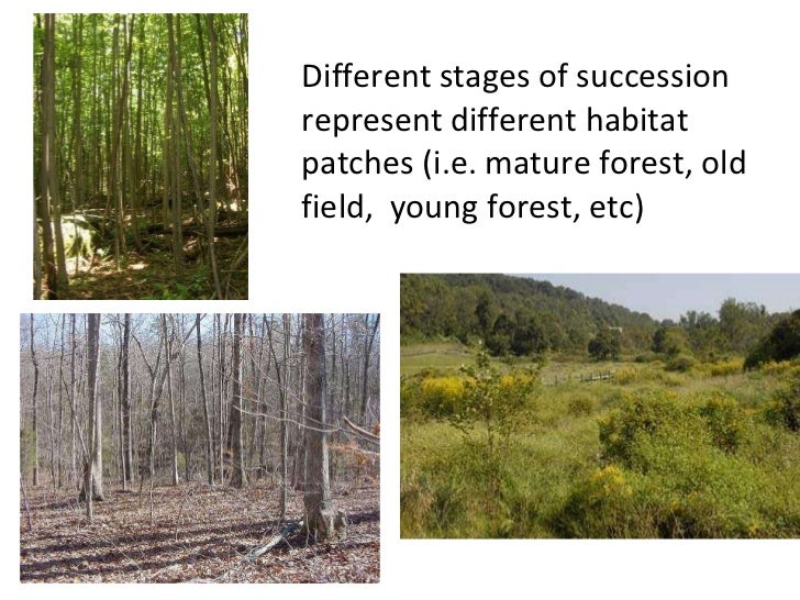 Forest succession