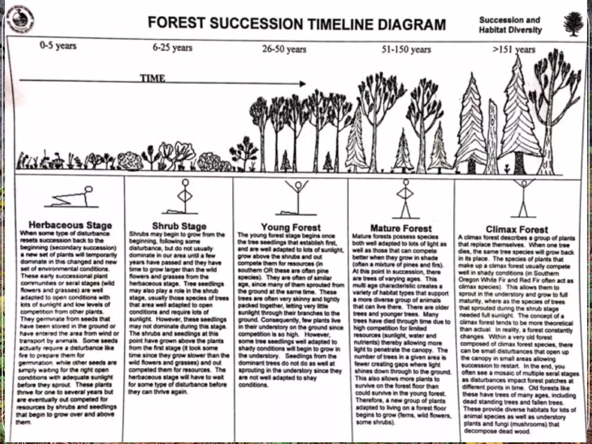 Forest succession and stages ppt | PPT