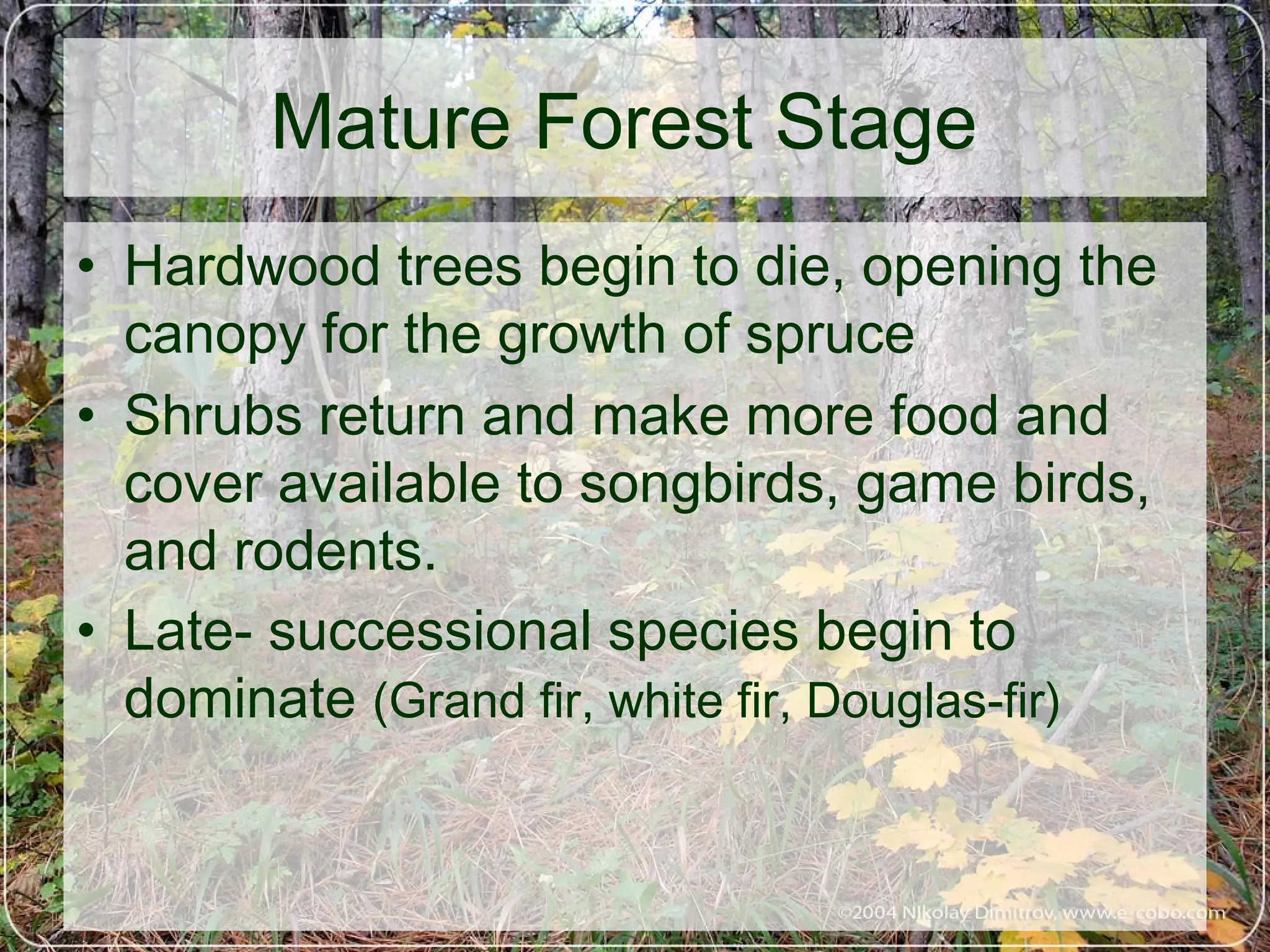 Forest succession and stages ppt | PPT
