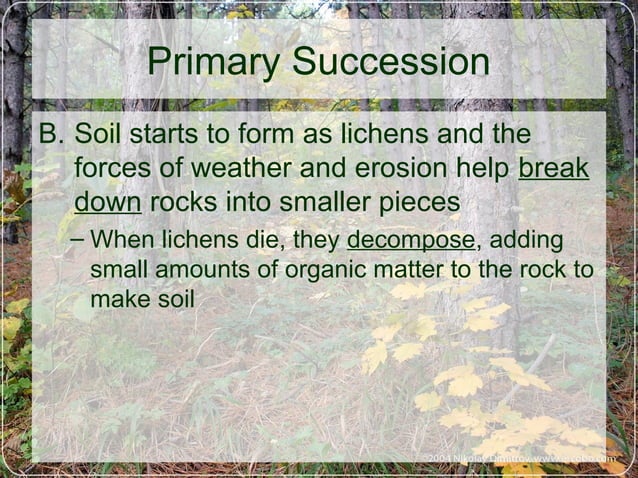 Forest succession and stages ppt | PPT | Birdwatching | Hobbies & Interests