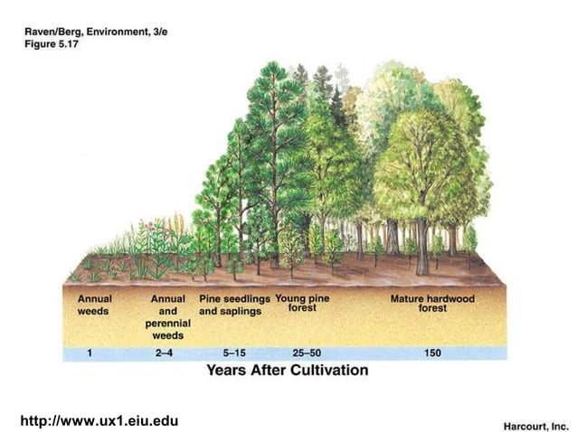 Forest succession and stages ppt