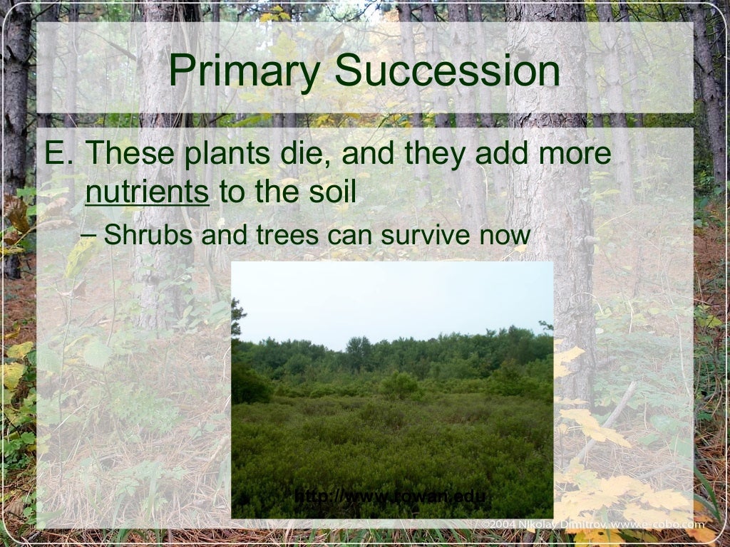 Forest Succession And Stages Ppt