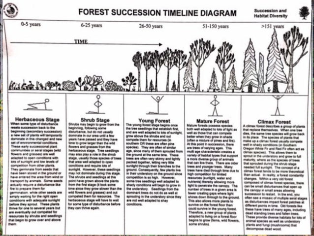 Forest succession and stages ppt