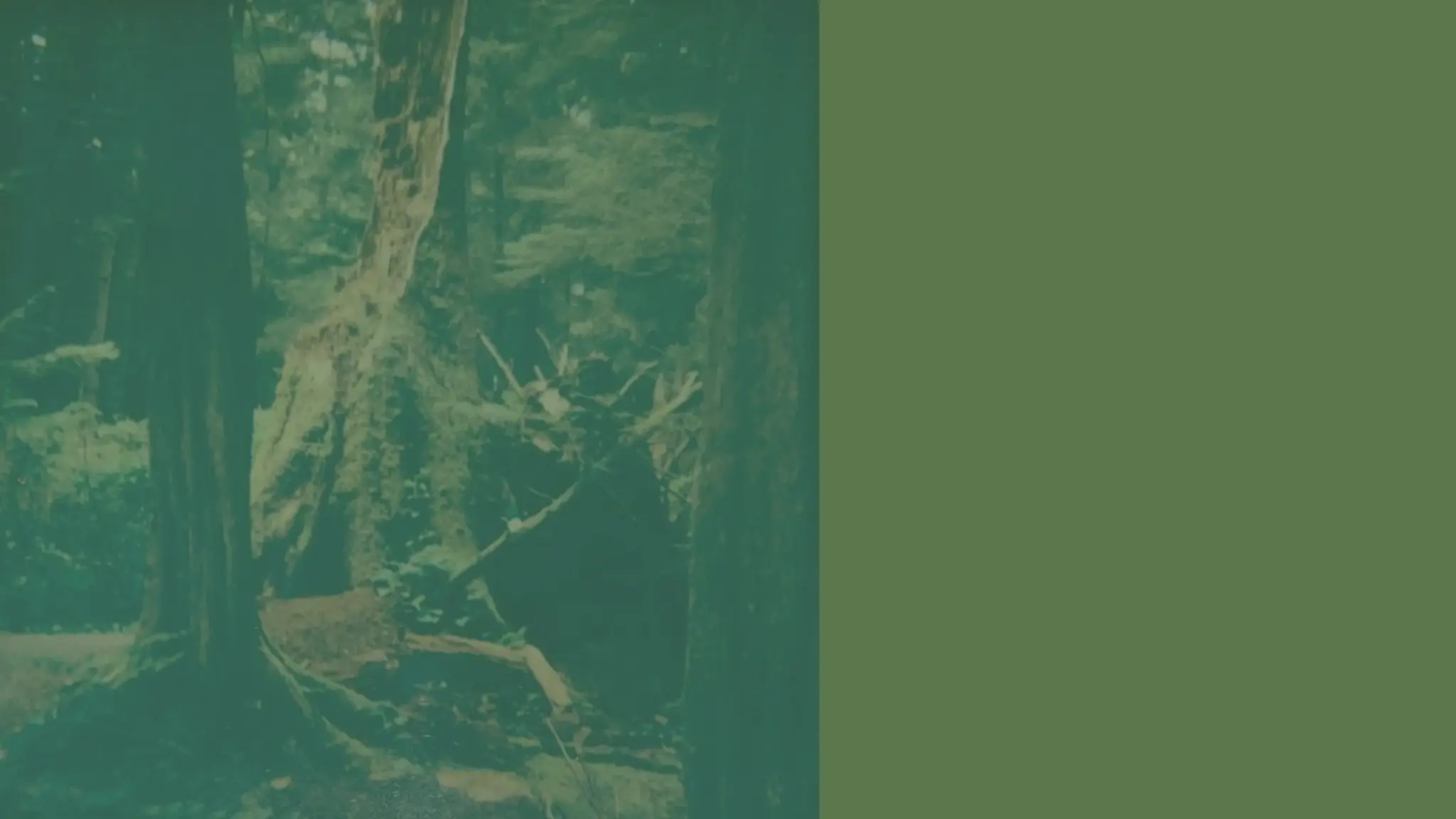 Forest Presentation Template for Google Slides | PDF | Web Design and ...