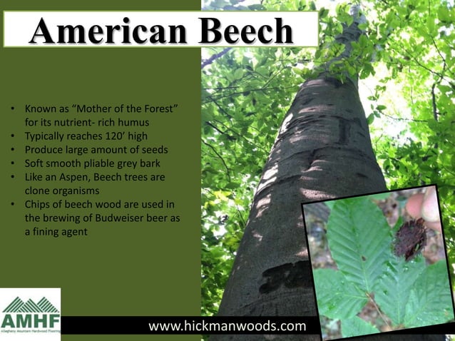Various PA Hardwood Species Options. | PPT