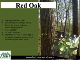 Various PA Hardwood Species Options. | PPT